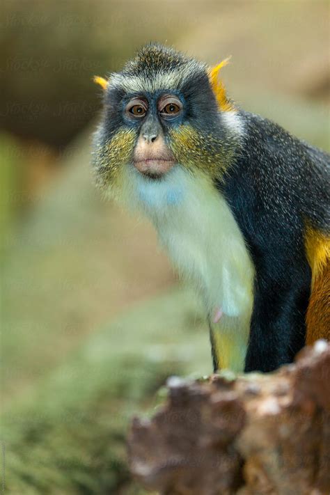Wolfs Mona Monkey By Stocksy Contributor Alan Shapiro Stocksy