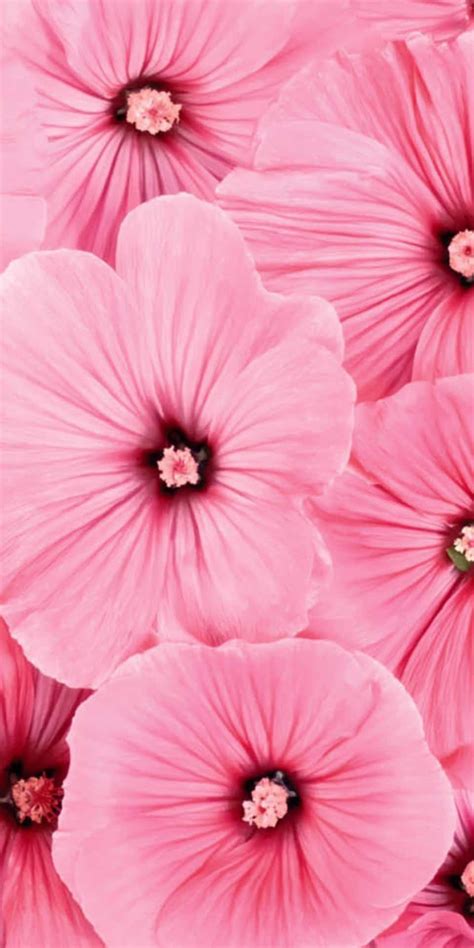 200 Pink Flowers Aesthetic Backgrounds
