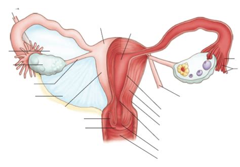Internal Female Structures To Label Diagram Quizlet