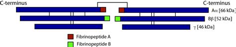 Screening Tests In Haemostasis The Thrombin Time