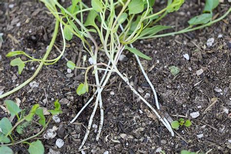 Field Bindweed Roots Field Bindweed Control With A Fungus Texas