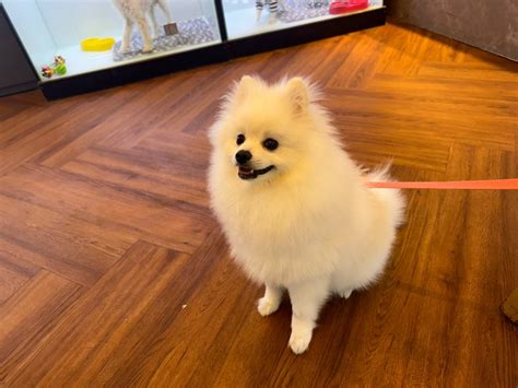 포메라니안 뭉치 아메리칸코카스파니엘 꼬동 오드아이고양이 가필드고양이 그레이트피레니즈 말티푸성격 아기강아지 다리짧은강아지 다리짧은고양이 말티즈성격 삽살개분양 반려묘 큰개종류