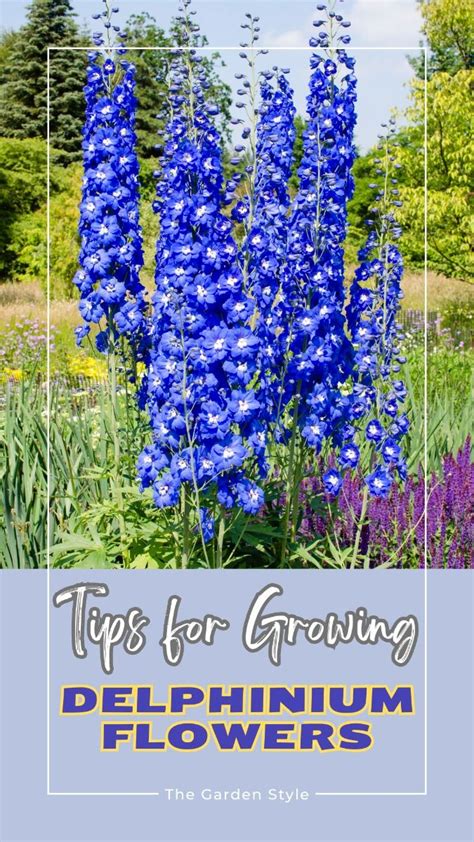 Growing Delphinium Essential Tips In 2024 Delphinium Flowers
