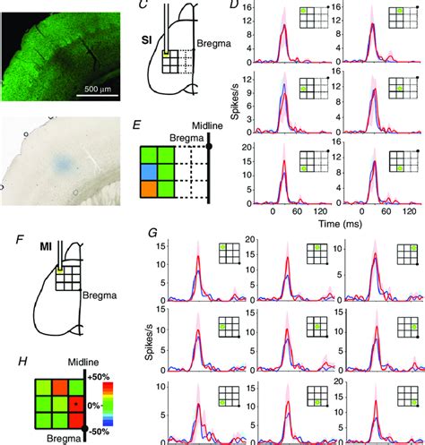 Effects Of Optogenetic Inactivation Of Cortical Pyramidal Neurons On Cs Download Scientific