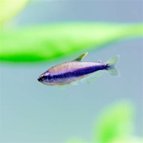 Fluval Discover How To Replace The Primer Assembly On A Fluval 07 Series Aquarium Canister