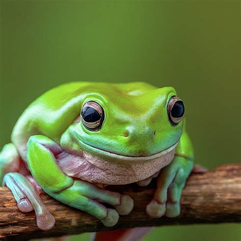Essential Dumpy Or White Tree Frog Care Guide