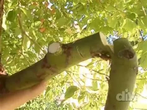 How To DIY Prune A Tree Landscaping WonderHowTo