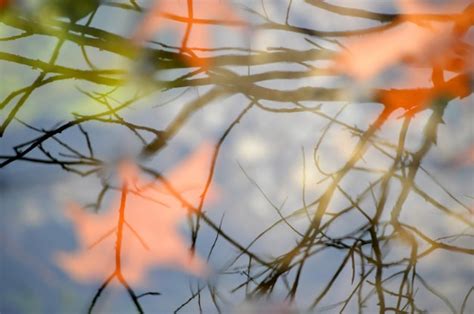 Premium Photo Reflection Of Tree In Water