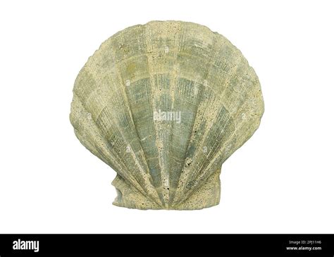 Fossilized Scallop Shell Chesapecten Jeffersonius Fossil Specimen Isolated On A White