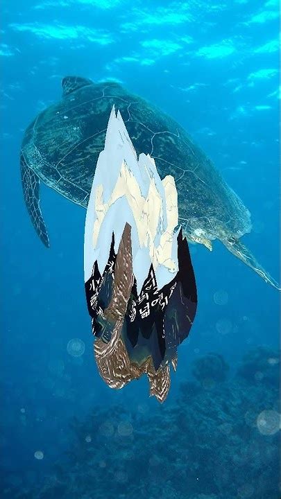 세계 최대의 산호초 지대인 그레이트 배리어 리프great Barrier Reef 오스트레일리아 Youtube