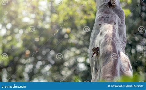 Close Up Of Tree Trunk That Looks Like An Elephant Trunk Stock Photo Image Of Like Elephant