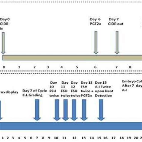 illustration of the ovsynch and co synch synchronization protocols with