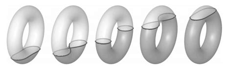 Morse Theory And Evolution Autopoiesis