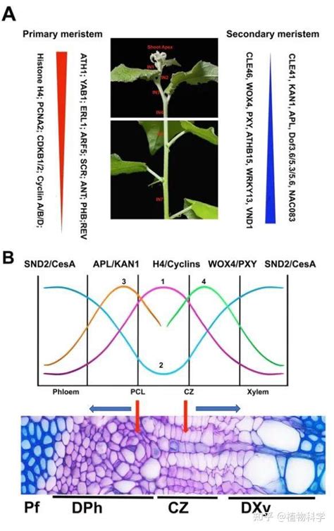 Mol Plant 浙江大学生命科学学院杜娟课题组报道植物维管组织结构与发育研究领域新进展 知乎