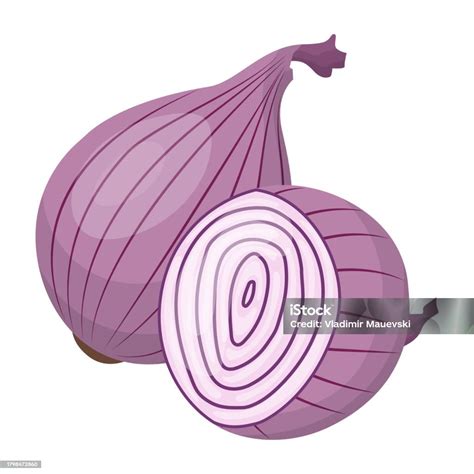 붉은 양파 전체 및 반 흰색 배경에 고립 된 벡터 그림 개체 그룹에 대한 스톡 벡터 아트 및 기타 이미지 개체 그룹 노랑 농업 Istock