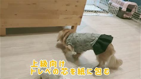 採食エンリッチメント Youtube