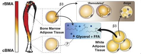 骨髓脂肪细胞响应 β 肾上腺素能刺激抵抗脂肪分解和重塑 Bone X Mol