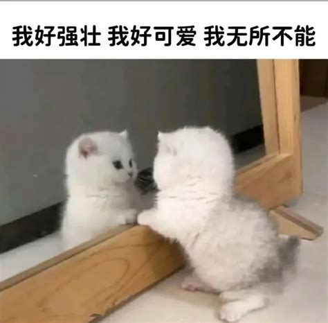 有趣猫猫梗图分享 怼怼（美图分享）的动态 Taptap