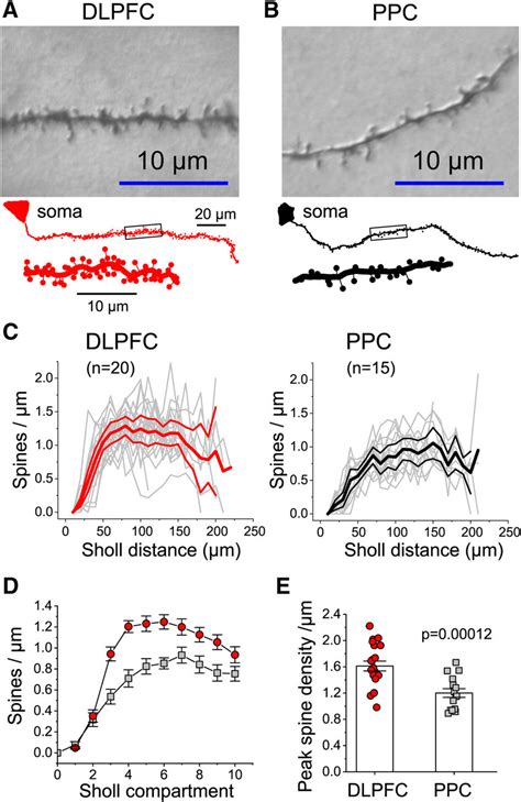 Quantitative Analysis Of Dendritic Spine Density In Basal Dendrites Of