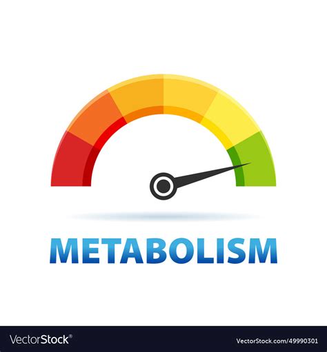 Metabolism Level Meter Good High Metabolic Rate Vector Image