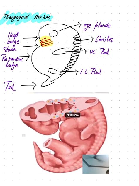Practical Lab 20 Pdf Pdf