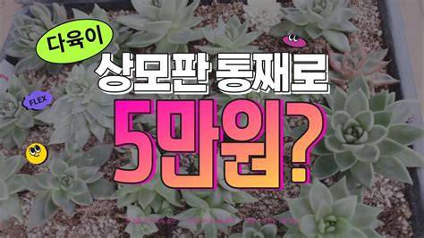 판매완료 다육이 상모판 통째로 5만원 11월 30일 다육이 특가세일 다육이 금다육 다육이키우기 다육이창 Youtube