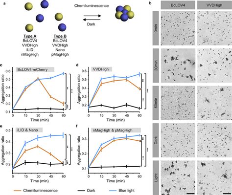 A In The Bead Aggregation Assay Beads Functionalized With Download Scientific Diagram
