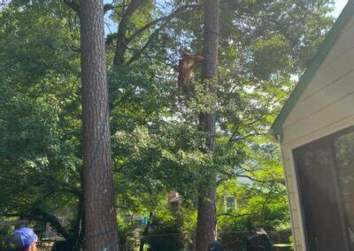 Photo Gallery Tree Doctors Of America