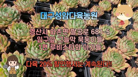 대구성암다육농원 입구앞 그늘막 묵둥이들 1편 루비스타와 아가들 Youtube