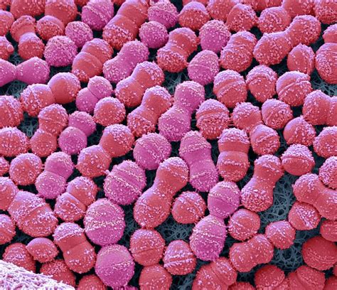 Streptococcus Mutans 1 Photograph By Science Photo Library Pixels Merch