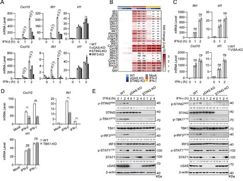 Figure 3 From Activation Of The Cgas‐sting‐irf3 Axis By Type I And Ii