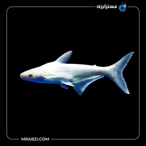 پنگوسی سفید مسترآبزی Mrabzi فروشگاه اینترنتی ماهی آکواریوم و گیاهان آبزی