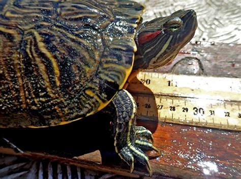 How To Gender A Red Eared Slider Turtle 5 Clear Differences The Reptile Bay