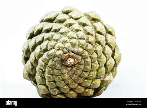 Fibonacci Sequence Geometric Spiral Hi Res Stock Photography And Images Alamy