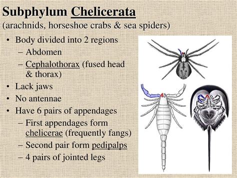 Subphylum Chelicerata