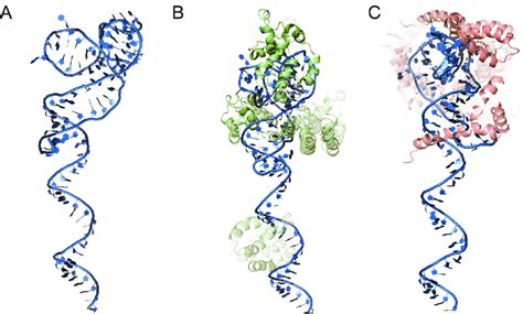Structural Modeling Of Aptamers And The Pfr6 Hmg Box Pf Complex A