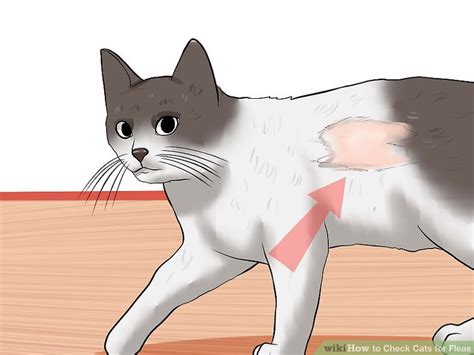 How To Check Cats For Fleas 13 Steps With Pictures