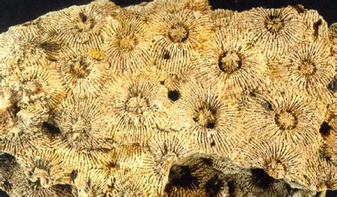 Rugose Corals Mount Shapes Fossils Kentucky Geological Survey