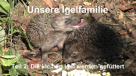 Unsere Igelfamilie Teil 2 Die Kleinen Igel Werden Gefüttert Youtube