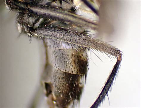 Lispe Tentaculata Male Hind Femur Cuckmere Haven Sussex… Flickr