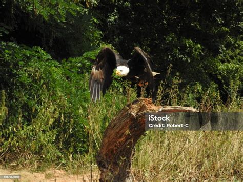 대머리 바다 독수리 비행 아메리칸이 글 Leucocephalus입니다 부리 오픈 뜨거운 날씨입니다 미국 상징의 아름 다운 이미지입니다 0명에 대한 스톡 사진 및 기타 이미지