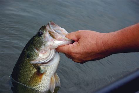The Ultimate Guide To Flipping Jigs For Bass Fishing Fishrook
