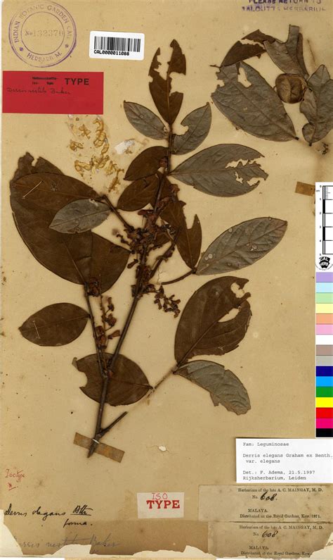 Phanerogams Type Details