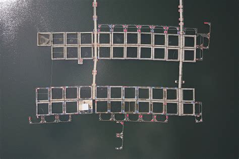 물고기와 굴을 사육하기위한 농장 조감도 무인 항공기 또는 쿼드 콥터에서 촬영 해산물 재배를위한 저수지에서 사업 수영장과 어업 세포 송어와 철갑상어 고여 있는 물에 대한 스톡