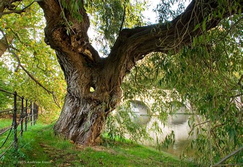 Kings Willow This Is Shot Of An Old Weeping Willow Tree T Flickr