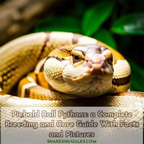 Piebald Ball Pythons Captivating Guide With Stunning Photos