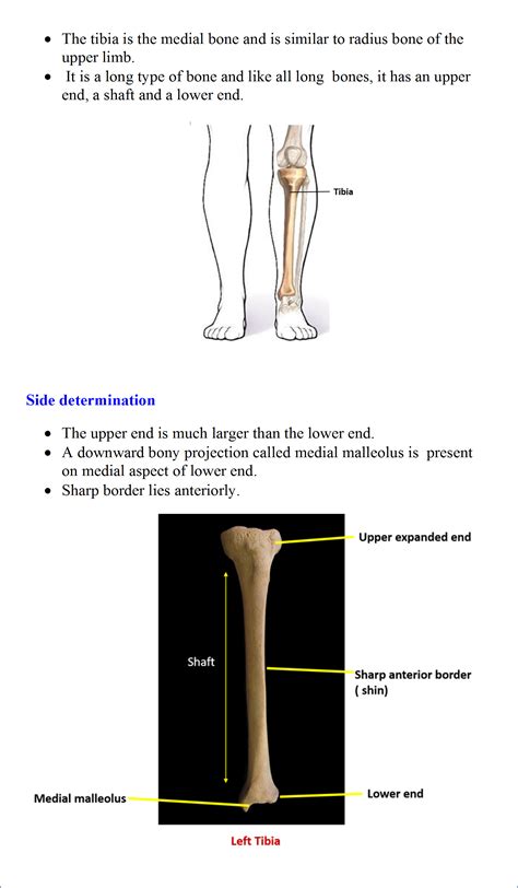 Tibia Anatomy QA