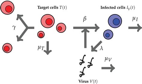 Diagram Of A Markov Chain Model For Viral Infection Dynamics Colour Download Scientific