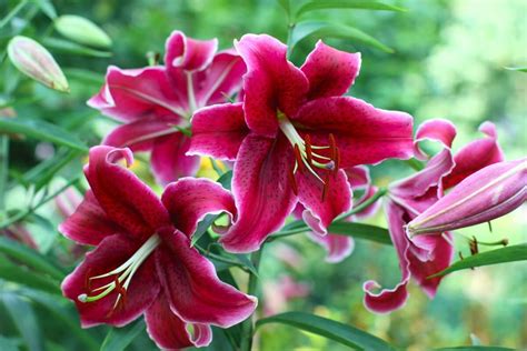 Ultimate Guide To Stargazer Lilies Meaning And Symbolism Petal Republic