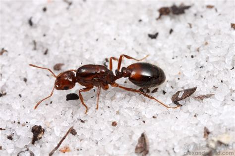 Tengo En Mi Jardin Hormigas Quien Le Interesa